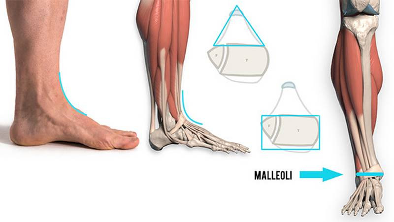 Proko - How to Draw the Lower Leg – Anatomy for Artists