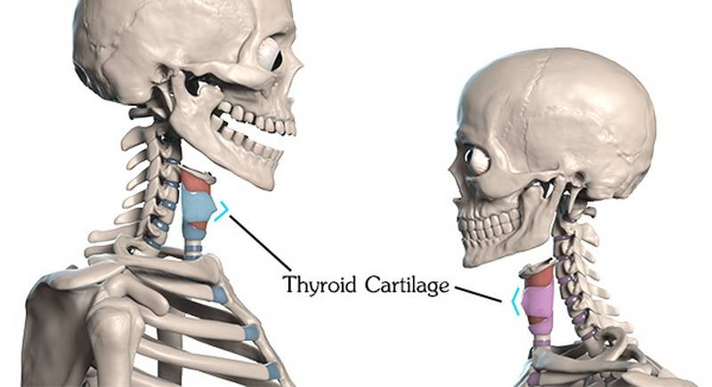 Proko - How to Draw Neck Muscles – Anatomy and Motion