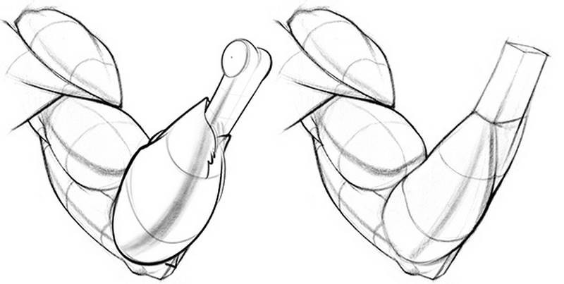Proko - How To Draw Forearms – Anatomy for Artists