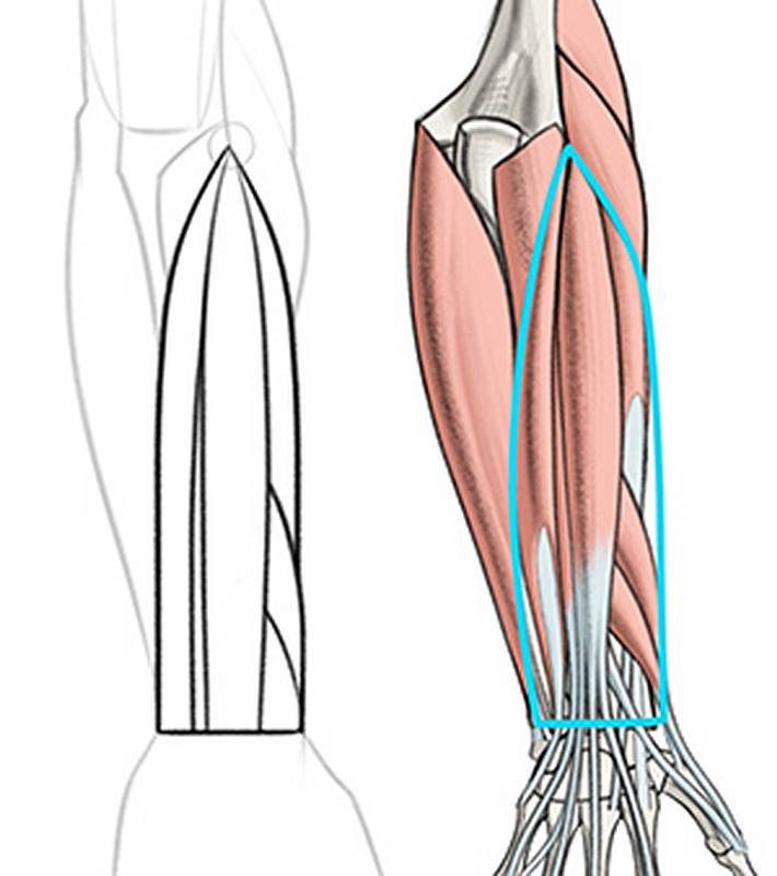 Proko - How To Draw Forearms – Anatomy for Artists