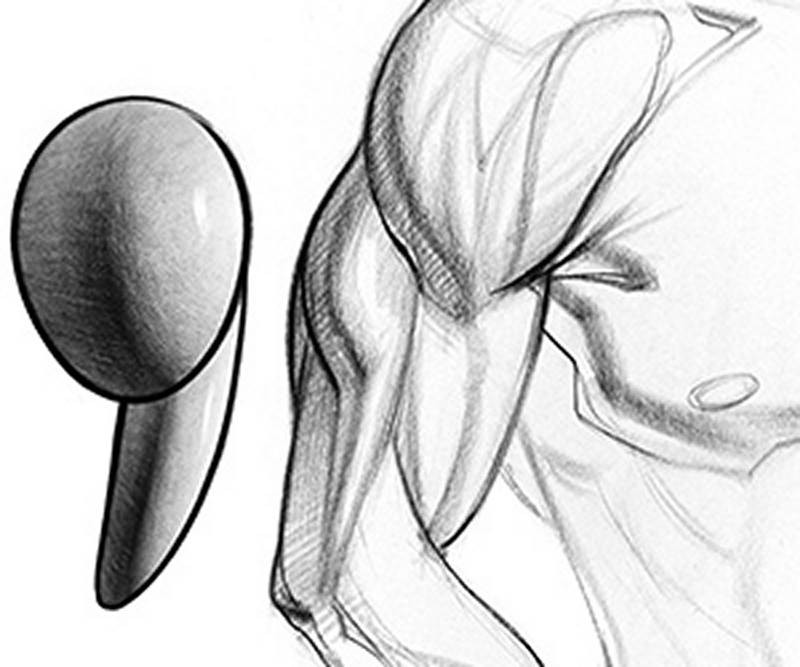 Proko - How to Draw Triceps – Anatomy for Artists