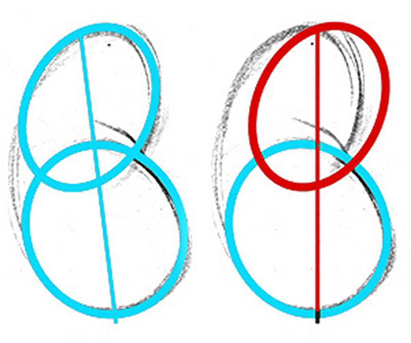 Proko - How to Simplify the Motion of the Torso – The Bean