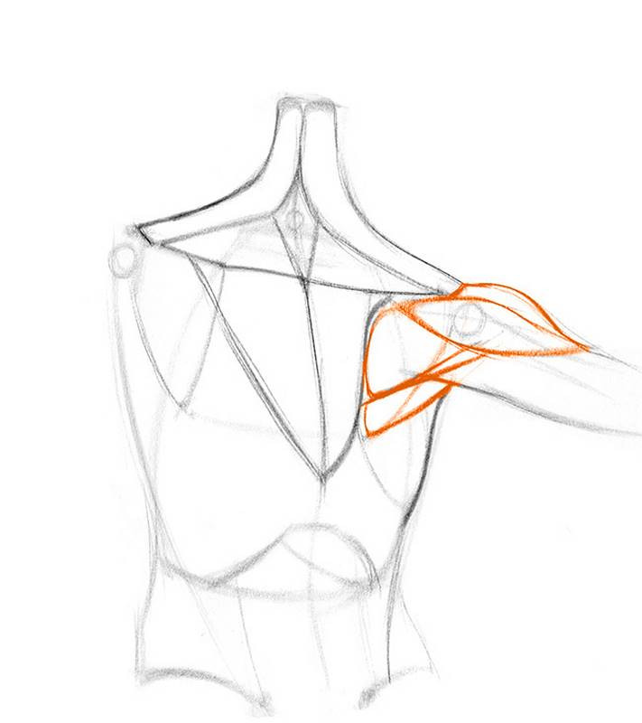Proko - How to Draw the Shoulder Bones