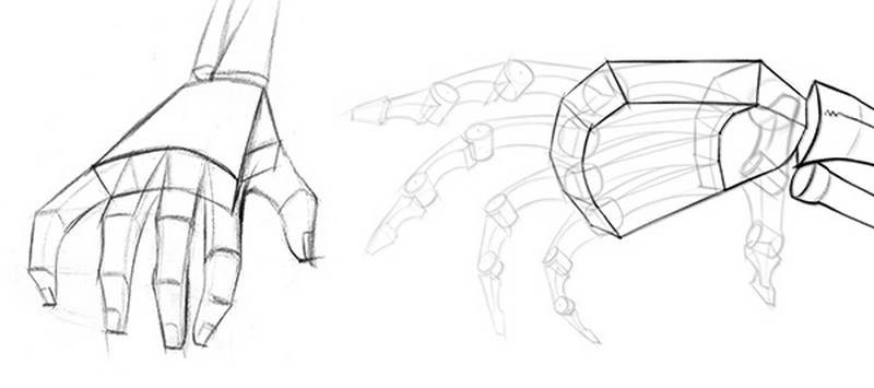 Proko - How to Draw Hand Bones – Anatomy for Artists