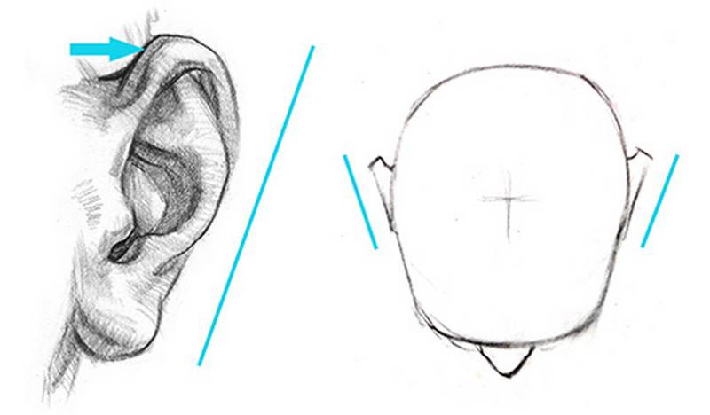 Proko - How to Draw Ears – Anatomy and Structure