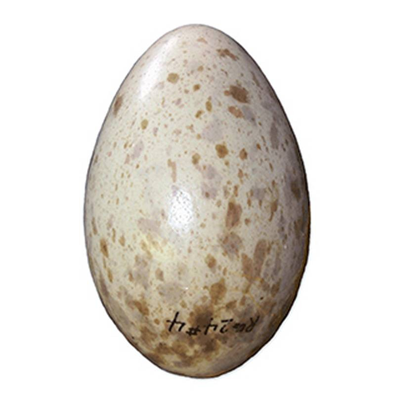 Proko - Anatomy of the Rib Cage