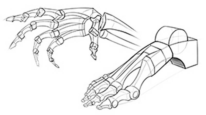 Proko - How to Draw Feet with Structure – Foot Bone Anatomy