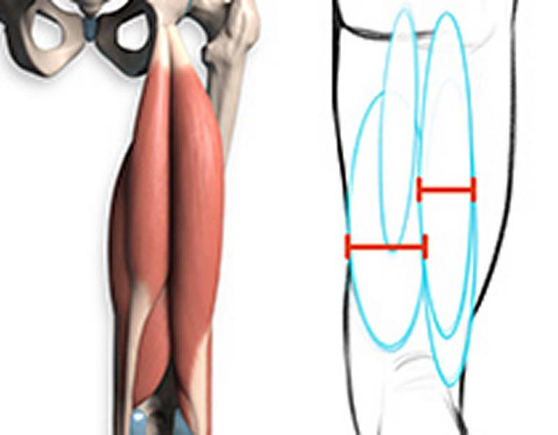 Proko - 8 Minutes to Better Leg Drawings – Hamstring Muscles
