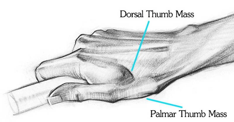 Proko - How to Draw Hands – Muscle Anatomy of the Hand
