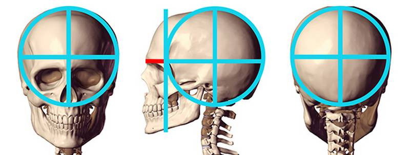 Proko - Human Proportions – Cranial Units