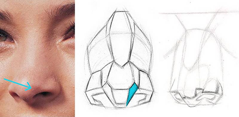 Proko - How to Draw a Nose – Step by Step