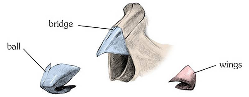 Proko - How to Draw a Nose – Anatomy and Structure