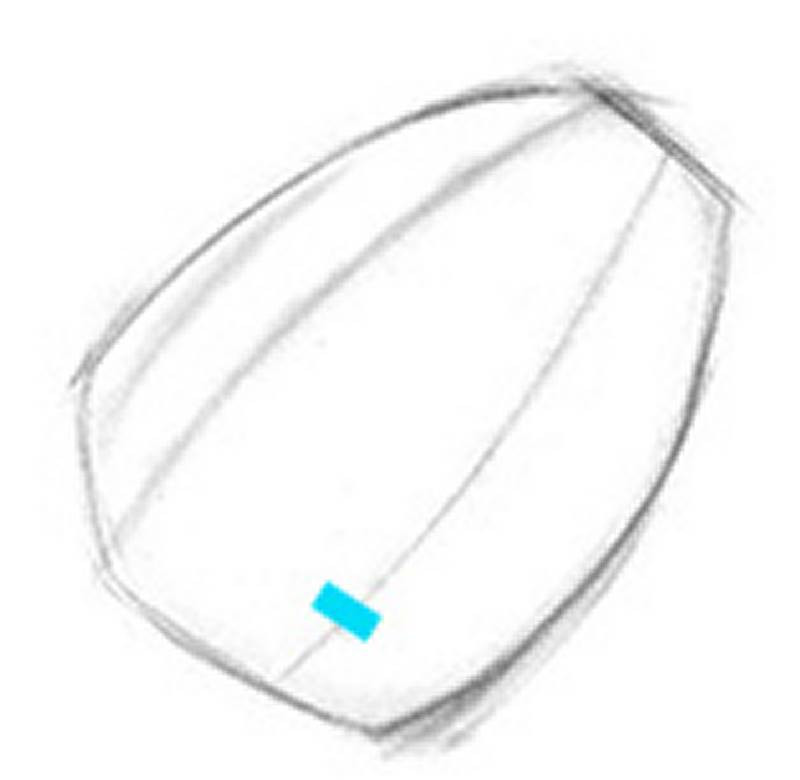 Proko - How to Draw the Rib Cage