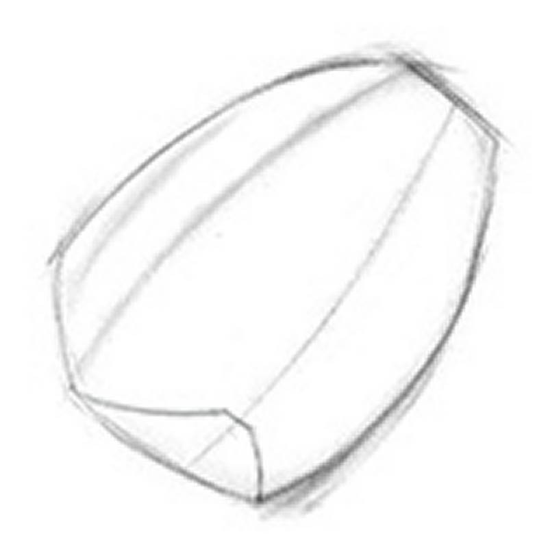 Proko - How to Draw the Rib Cage