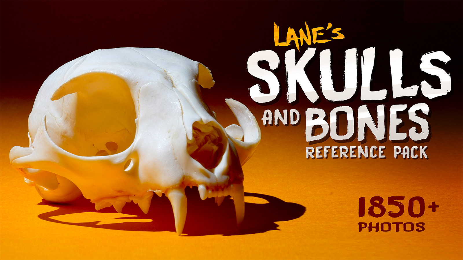 Proko - Lane's Skulls and Bones - Reference Pack