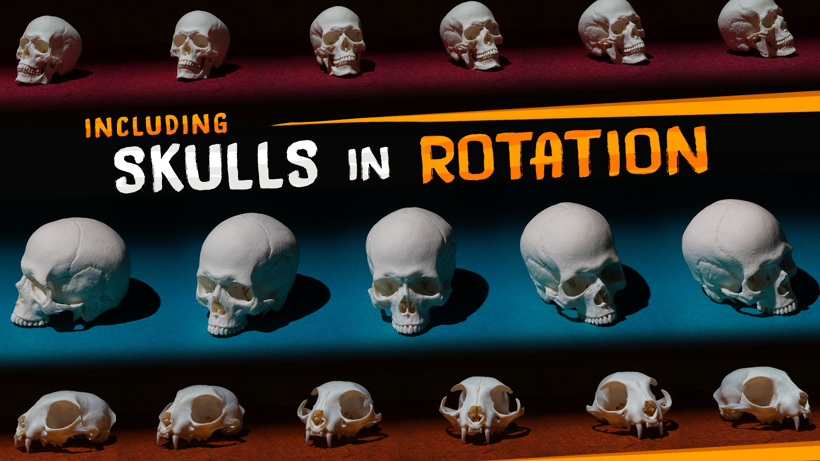 Proko - Lane's Skulls and Bones - Reference Pack
