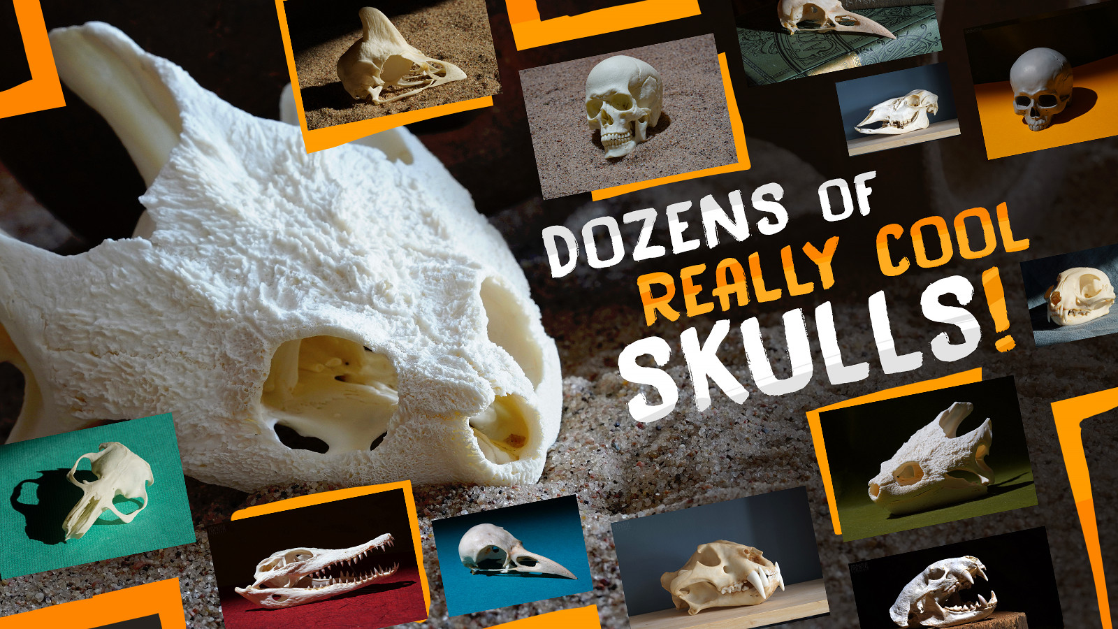 Proko - Lane's Skulls and Bones - Reference Pack