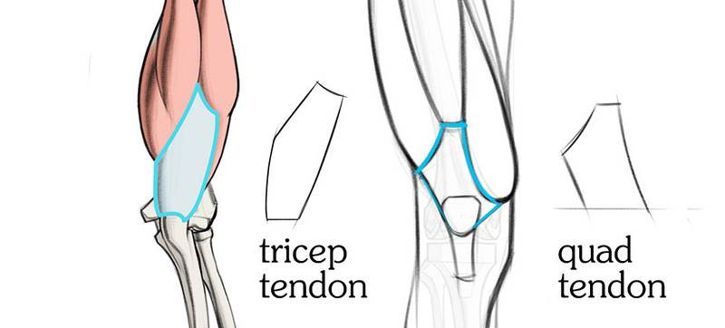 Proko - How to Draw Legs – The Quad Muscles