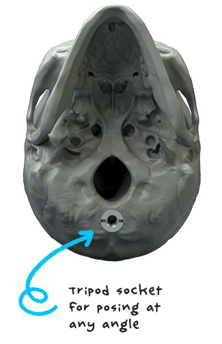 Proko - Anatomical Skull