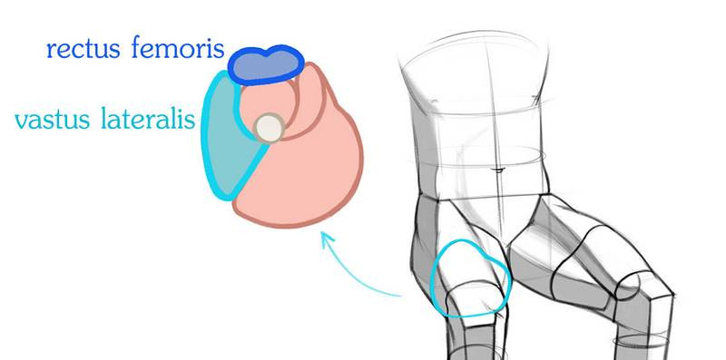 Proko - How to Draw Legs – The Quad Muscles